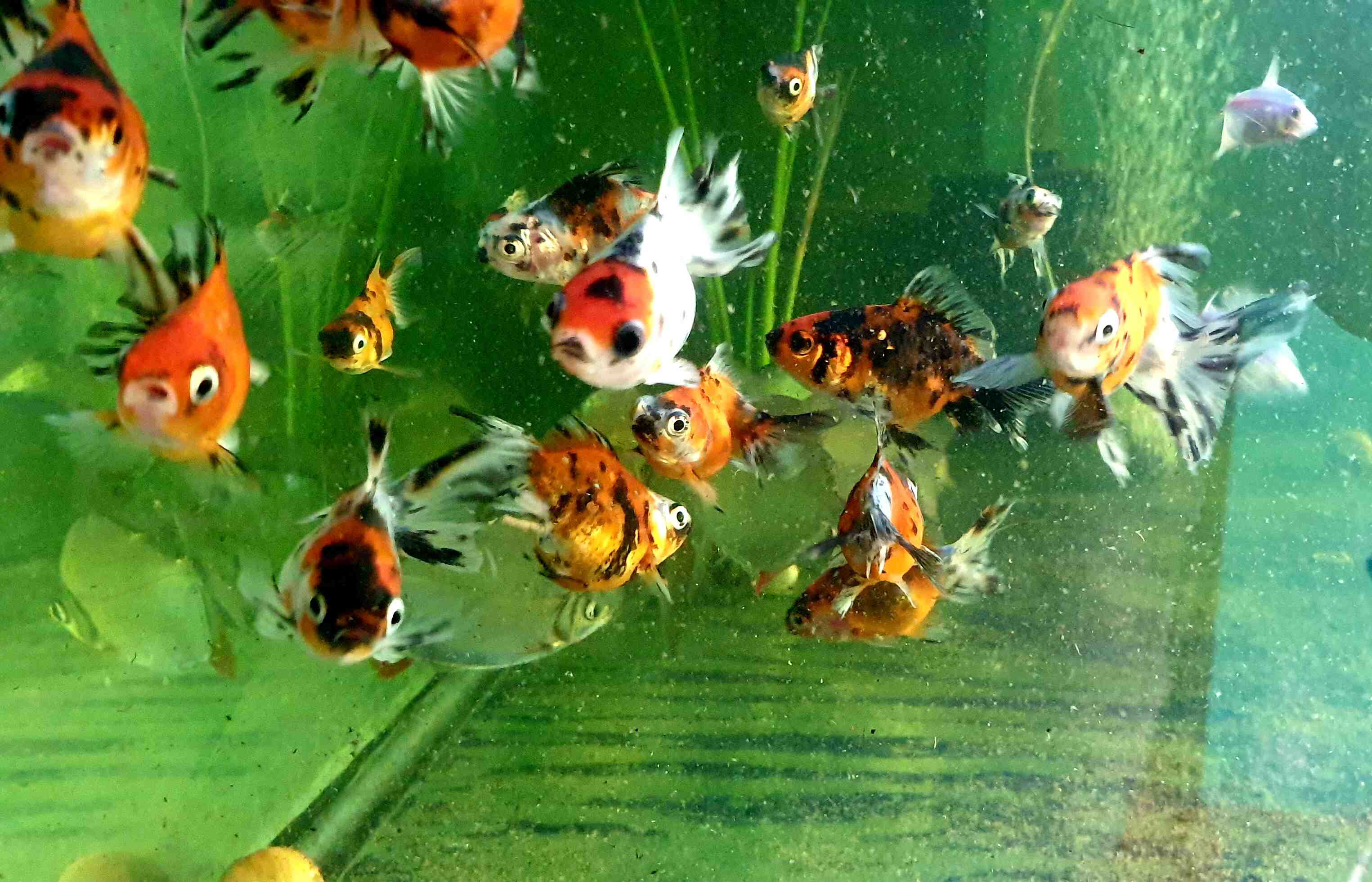 Fish For Sale in Kurunegala | bowwow.lk