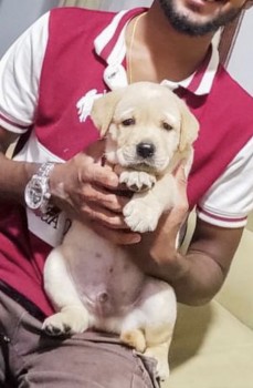 labrador puppys For Sale in Bingiriya | bowwow.lk