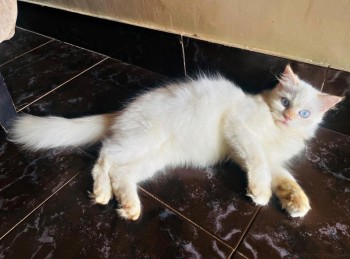Pure Persian female Kitten ? - For Sale in All of Anuradhapura | bowwow.lk