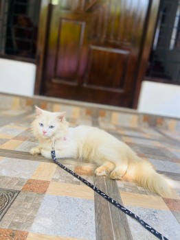 Gold Point Persian Cat For Sale in Akkarepattu | bowwow.lk